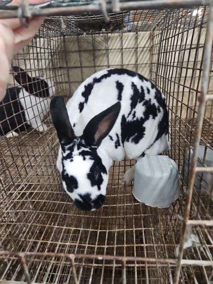 Black & White Mini Rex Doe - Rogers Community Auction Inc.