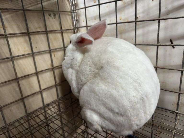 Mini Rex Buck - 16 Wks Old - Rogers Community Auction Inc.