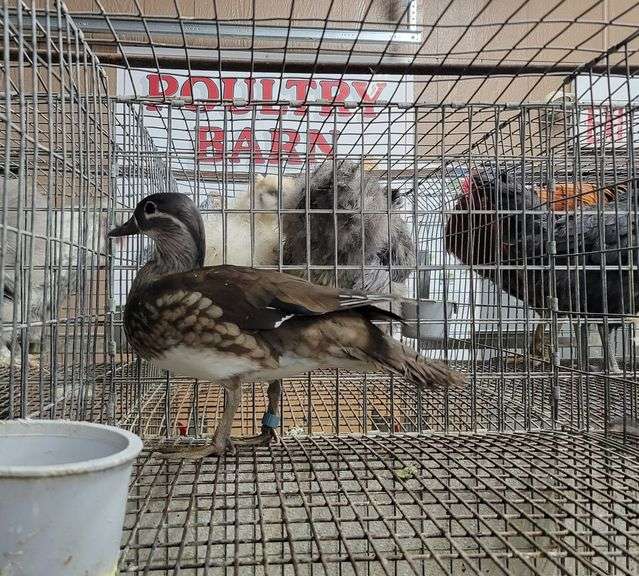 Mandarin Hen - Rogers Community Auction Inc.