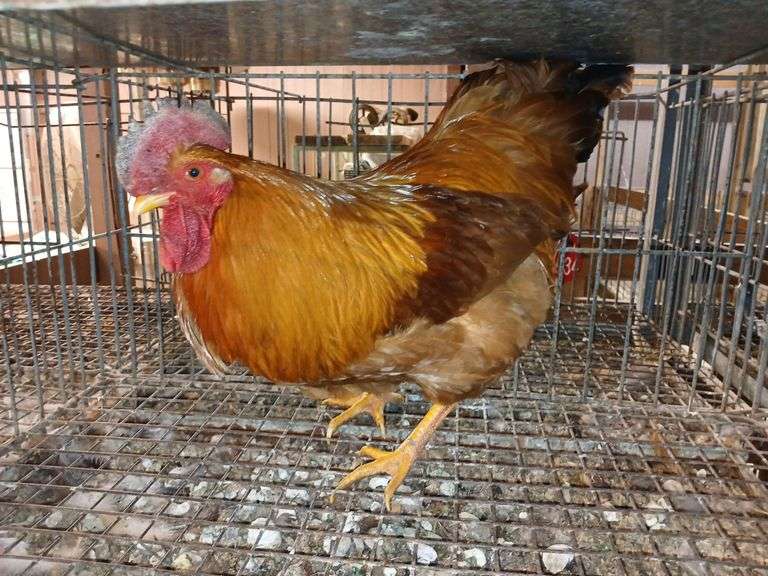Rhode Island Red Orpington Cross Rooster - Rogers Community Auction Inc.