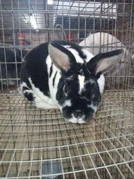 Mini Rex Buck - 3 Yrs Old - Proven Breeder - Rogers Community Auction Inc.