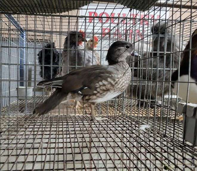 Mandarin Hen - Rogers Community Auction Inc.