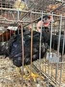 Turken Rooster - Rogers Community Auction Inc.