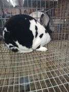 Mini Rex Buck - 3 Yrs Old - Proven Breeder - Rogers Community Auction Inc.