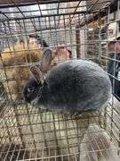 Mini Rex Buck - 16 Wks Old - Rogers Community Auction Inc.