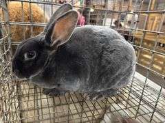 Mini Rex Buck - 16 Wks Old - Rogers Community Auction Inc.