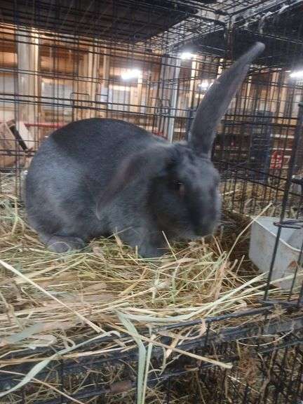 Pedigreed Flemish Giant Buck "Popeye" - Rogers Community Auction Inc.
