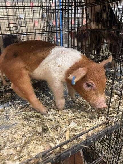Red & White Gilt Berkshire x Hampshire Pig - Rogers Community Auction Inc.