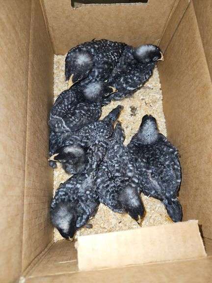 6 Barred Rock Pullets - Rogers Community Auction Inc.