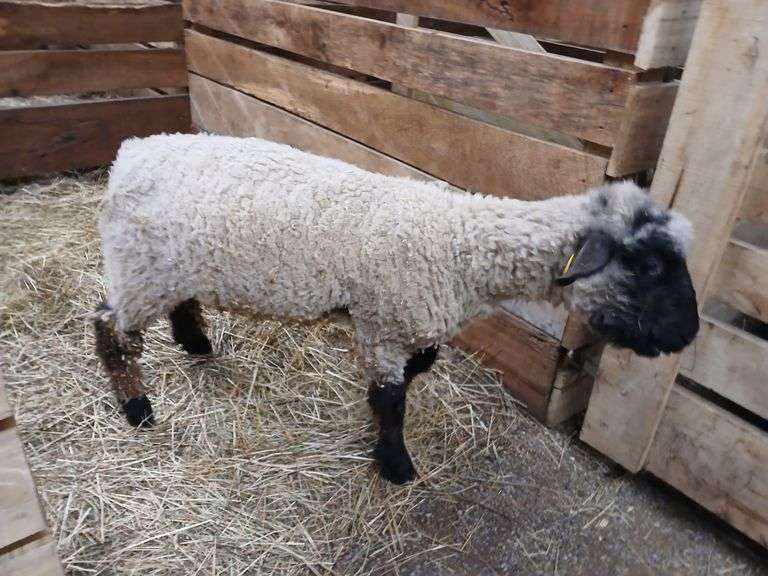 Wether Market Lamb - Born January 2024 - Rogers Community Auction Inc.