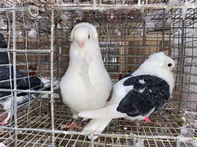 Pair German Owl Pigeons - Rogers Community Auction Inc.
