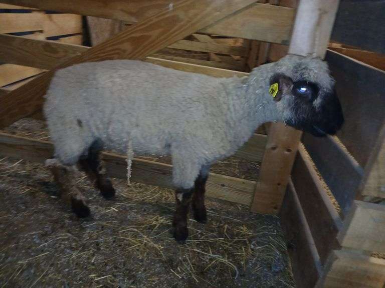 Wether Market Lamb - Born January 2024 - Rogers Community Auction Inc.