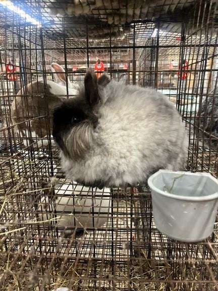 Siamese Sable Doe w/ Pedigree - Rogers Community Auction Inc.