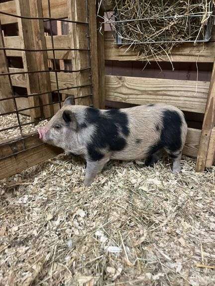 Black & White Male Pot Belly / Kune Kune Pig - Rogers Community Auction ...