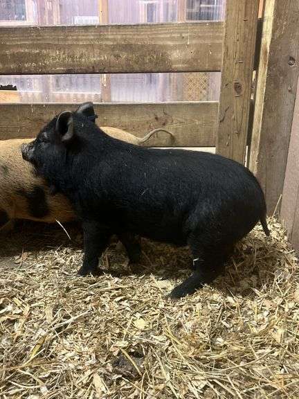 Male Potbelly Kune Kune - Rogers Community Auction Inc.