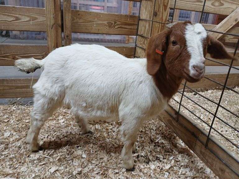 Traditional Boer Wether - Rogers Community Auction Inc.