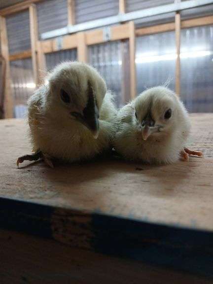6 Zombie Aye Cemani Leghorn Mix Chicks Hatched 2/7/25 - Rogers ...