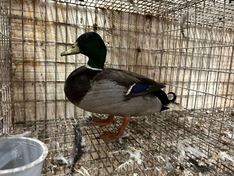 Drake Call Duck - Rogers Community Auction Inc.