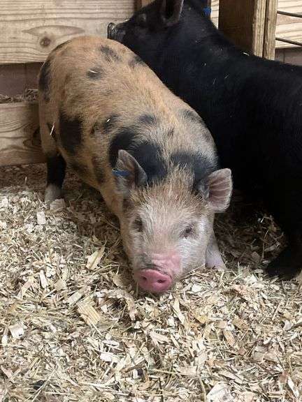 Female Potbelly Kune Kune - Rogers Community Auction Inc.