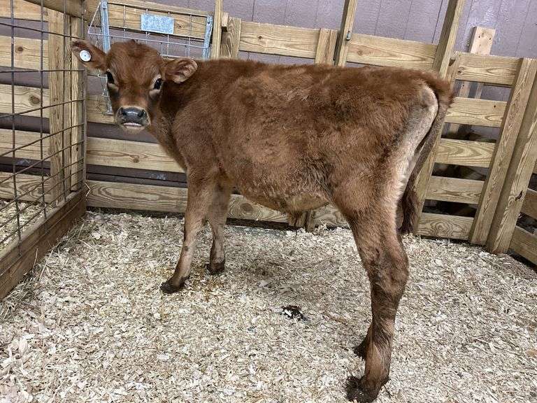 Jersey Bull Calf - Weaned 4 Months Old - Rogers Community Auction Inc.