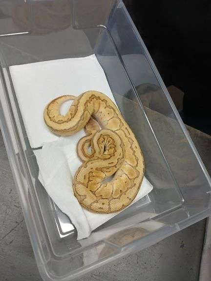 Emperor Pin Male Ball Python - Rogers Community Auction Inc.