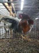 Prairie Blue Bell Rooster - Not Friendly - Rogers Community Auction Inc.