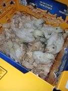 6 Zombie Aye Cemani Leghorn Mix Chicks Hatched 2/7/25 - Rogers ...
