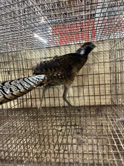 Male Lady Amherst Pheasant - 2024 Hatch - Rogers Community Auction Inc.