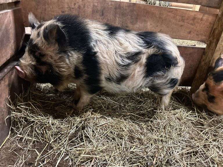 Black & White Male Kune Kune Pig - 1 Yr Old - Used in Petting Zoo ...