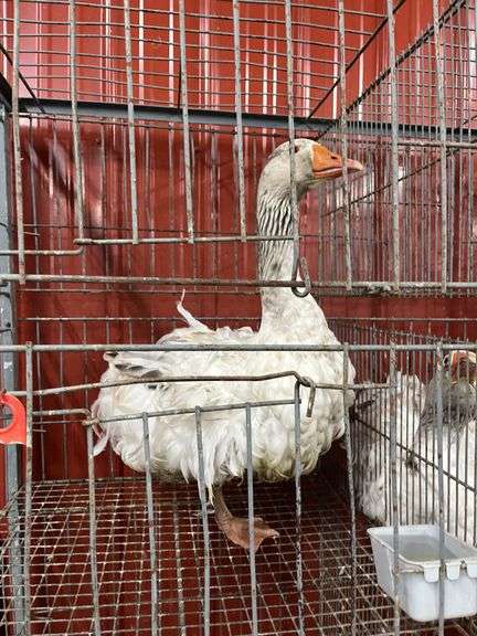 Splash Sebastopol Goose - Rogers Community Auction Inc.