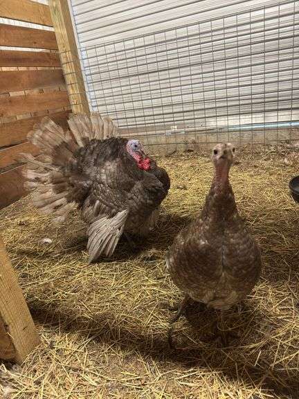 Pair Blue Slate x Bourbon Red Turkeys - Rogers Community Auction Inc.
