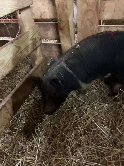 Boar Berkshire Cross Pig - Born in December - Rogers Community Auction Inc.