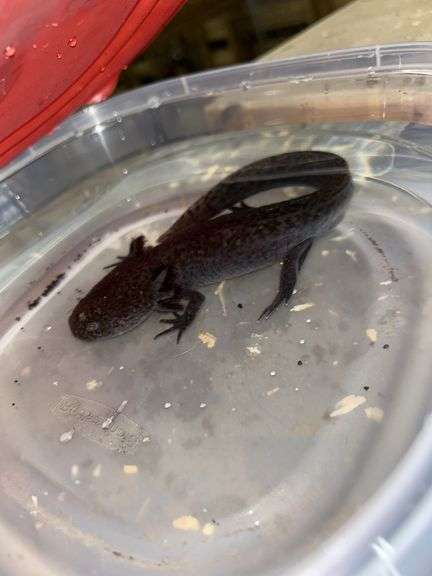 Silver Axolotl - Rogers Community Auction Inc.