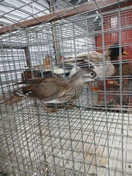 Mandarin Hen Duck 1yr Old - Rogers Community Auction Inc.