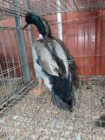 Pair Gray Runner Ducks - Hen Laying - Show Quality - Rogers Community ...