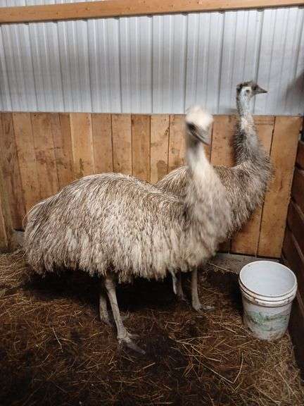 Pair Blonde Emus - 4.5 Yrs Old - Rogers Community Auction Inc.