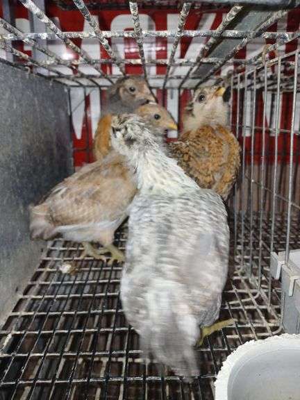 4 Ameraucana Pullets - Rogers Community Auction Inc.