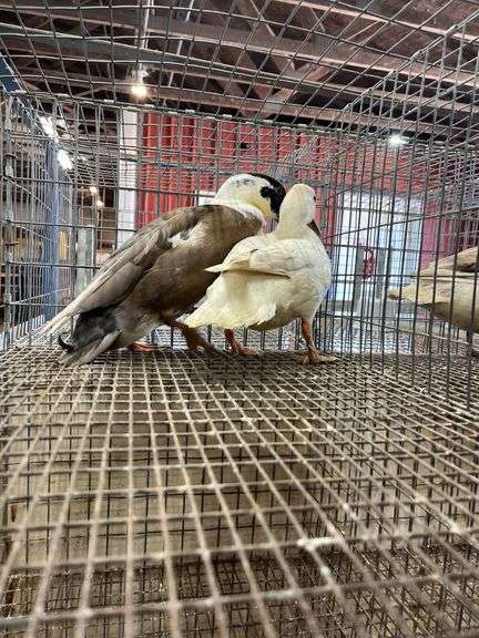 Pair White/Pastel Call Ducks - 2 Yrs Old - Hen is Laying - Rogers ...