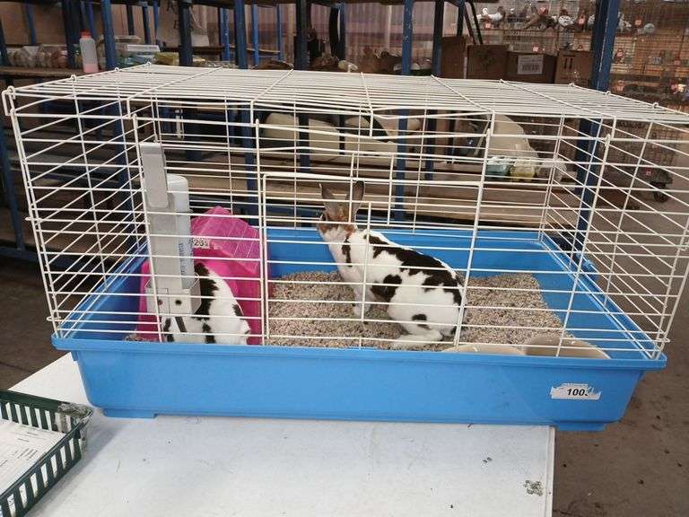 2 Mini Rex Rabbits w/ Cage - Rogers Community Auction Inc.