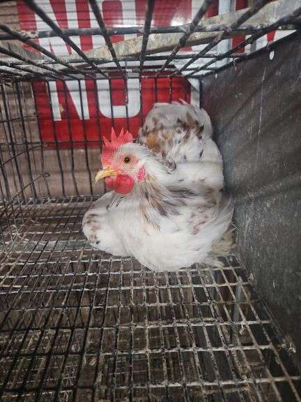 Mottled Calico Cochin Banty Laying Hen "Bitsy" Has A Limp - Rogers ...