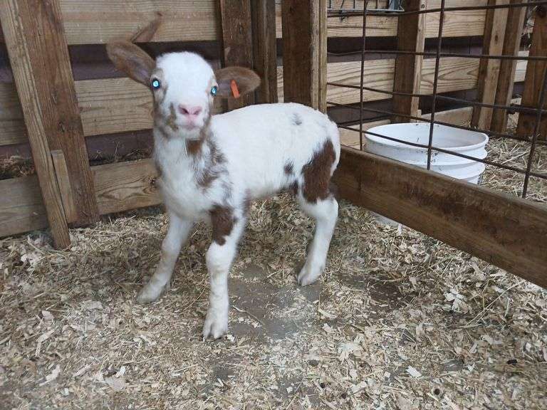 Katahdin Ram Lamb Bottle Baby - Born 3-10-25 - Rogers Community Auction ...