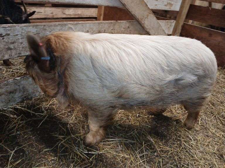 Male Pig - Rogers Community Auction Inc.