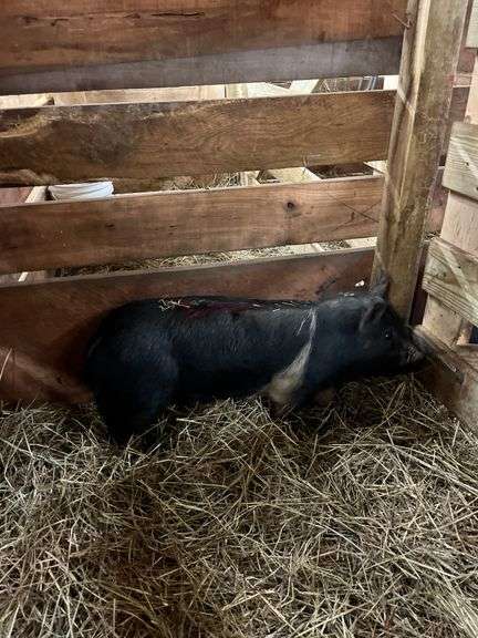 Boar Berkshire Cross Pig - Born in December - Rogers Community Auction Inc.
