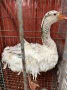 Splash Sebastopol Goose - Rogers Community Auction Inc.