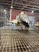 Pair White/Pastel Call Ducks - 2 Yrs Old - Hen is Laying - Rogers ...