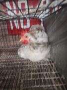 Mottled Calico Cochin Banty Laying Hen "Bitsy" Has A Limp - Rogers ...