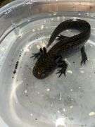 Silver Axolotl - Rogers Community Auction Inc.