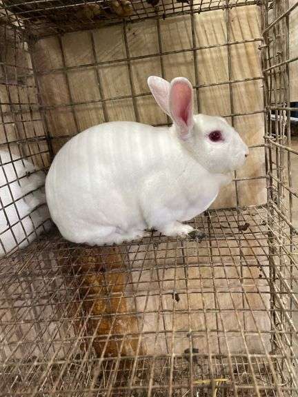 White Mini Rex Buck - 8 Months - Rogers Community Auction Inc.