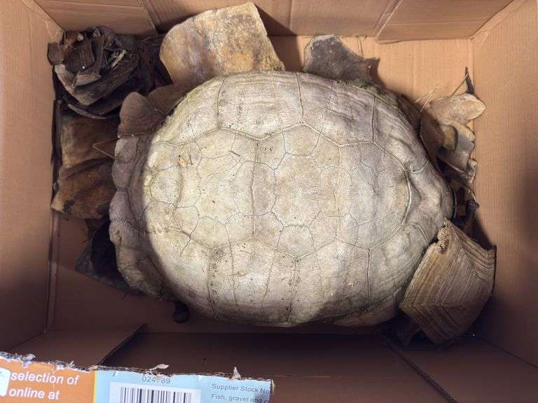 Real Sulcata Tortoise Shell - Approx. 24" Long - Rogers Community ...