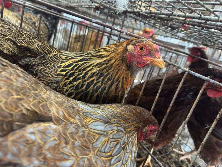 3 Blue Partridge Brahma Hens - Rogers Community Auction Inc.